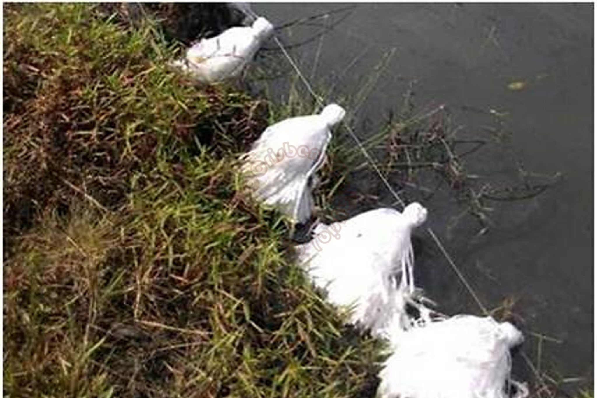 Oil Adsorbent Mops - Crisben Malaysia Sdn Bhd